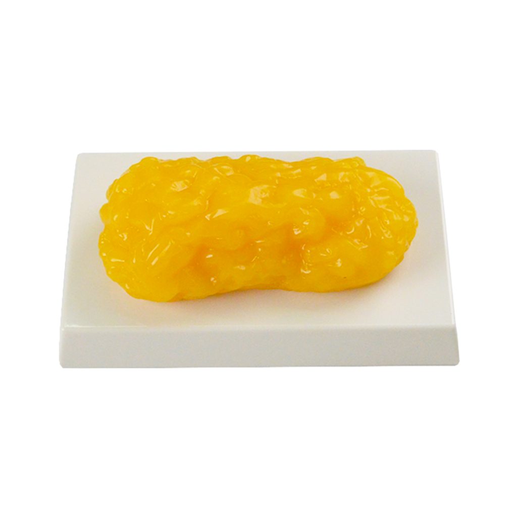 1LB Fat Replica Model with Base - MEDTACEDU