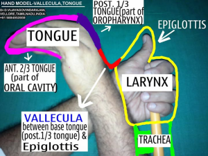 Vallecula: The Key Landmark Between the Tongue and Epiglottis